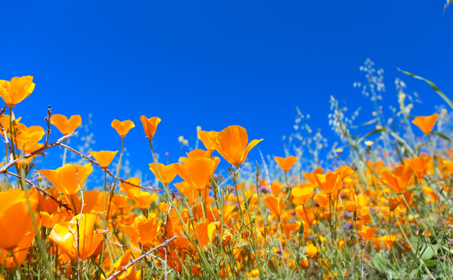 Super Bloom in Southern California - Jaz Wanderlust
