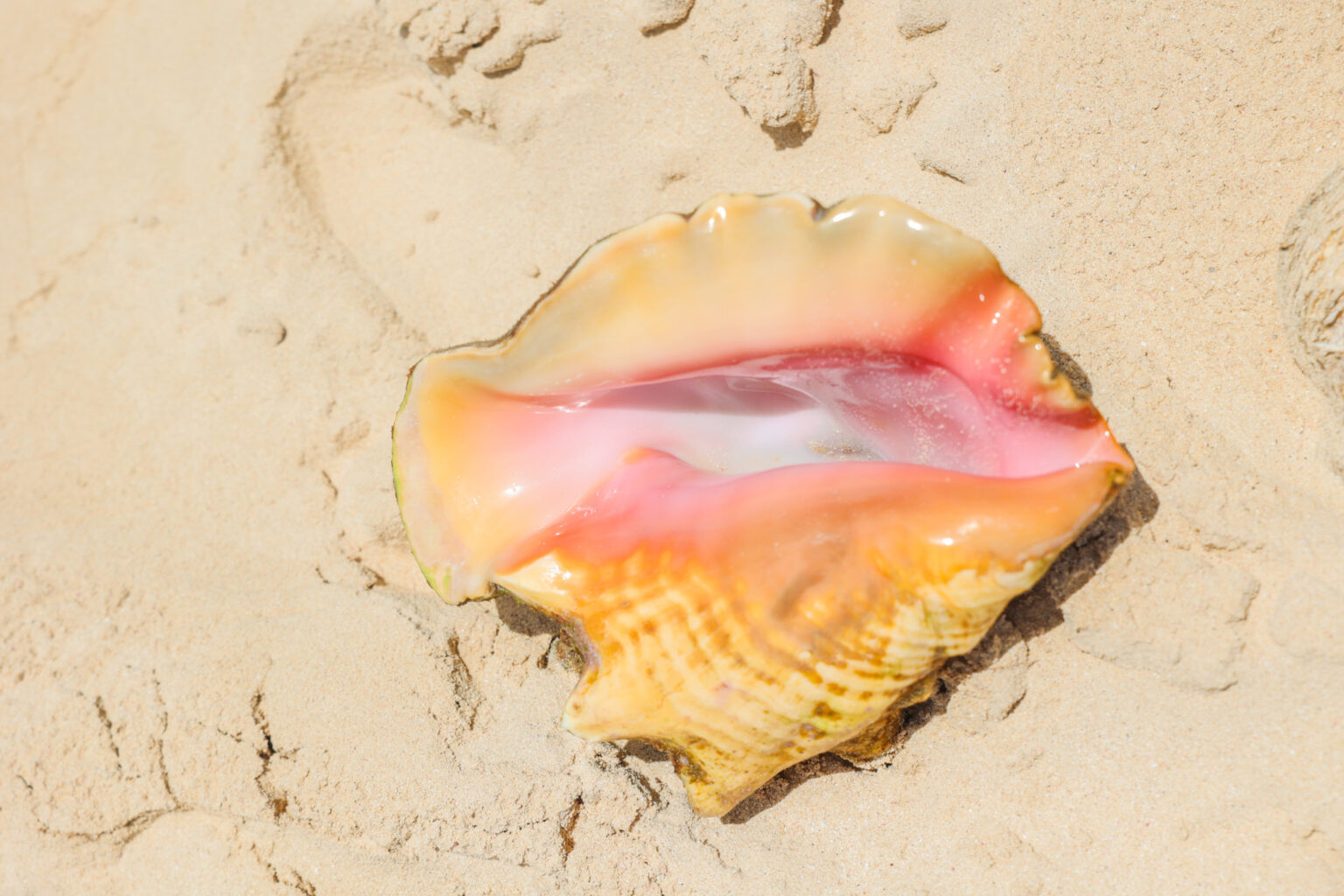 The Ultimate Turks and Caicos Guide - Jaz Wanderlust